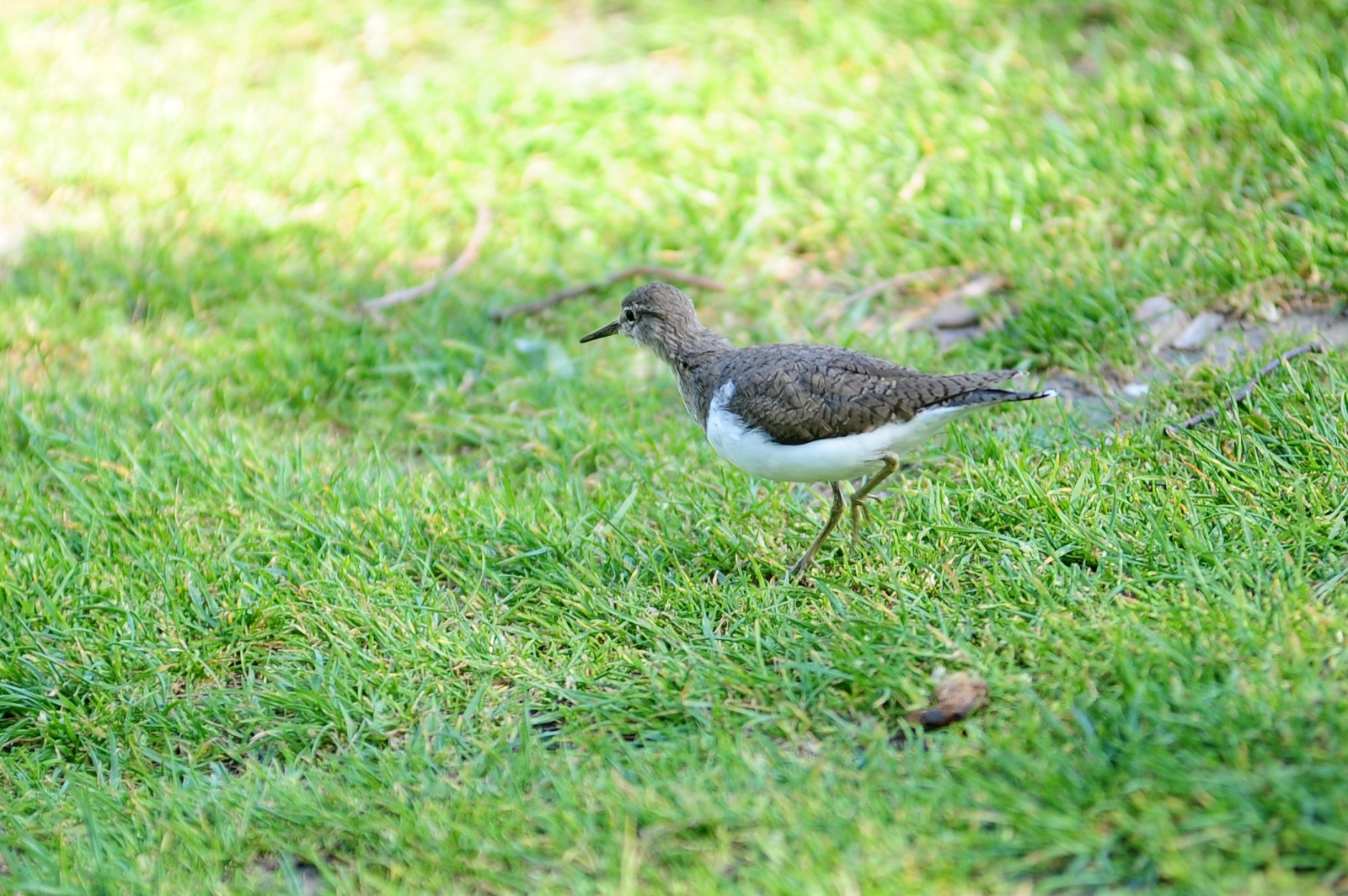À descoberta de Almada Natural | CM Almada À descoberta de Almada Natural | CM Almada